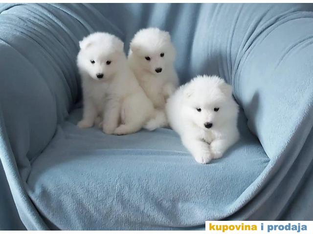 Samojed