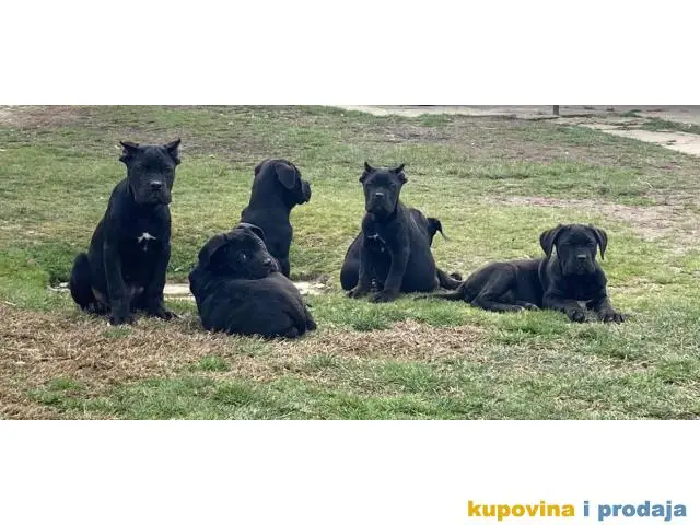 CANE CORSO štenci