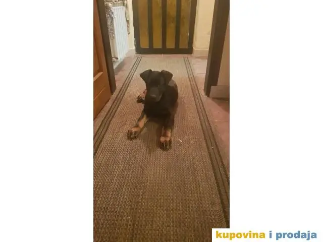 Na poklon stenci kombinacija Doberman tata i Crni vucjak mama