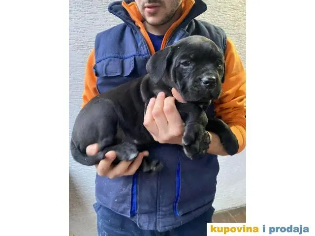 CANE CORSO štenci