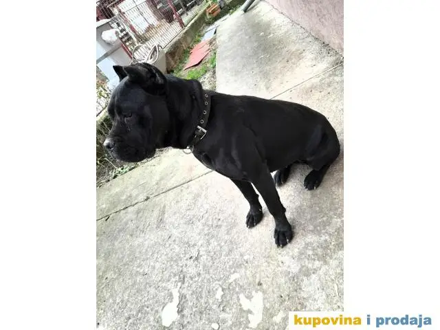 Zenka rase Cane Corso