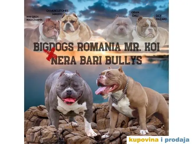 American pocket bully