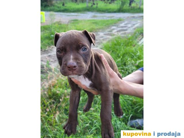 American PitBull Terrier Blue Nose na prodaju