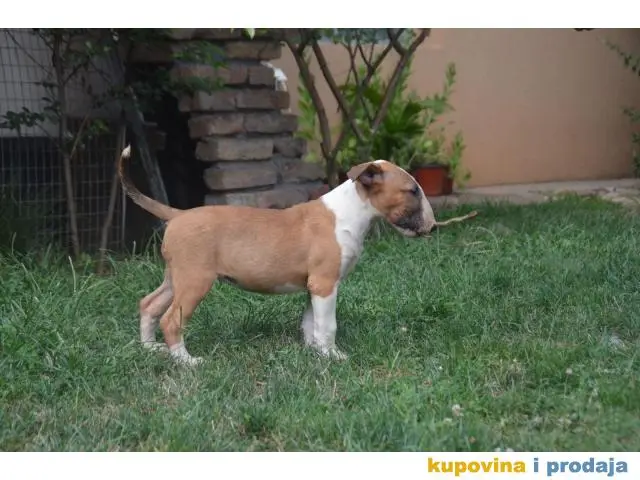 Bull Terrier štenci