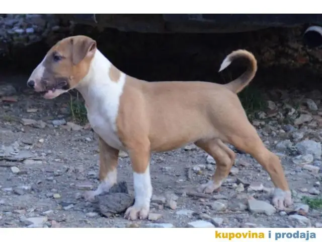 Bullterrier štenci