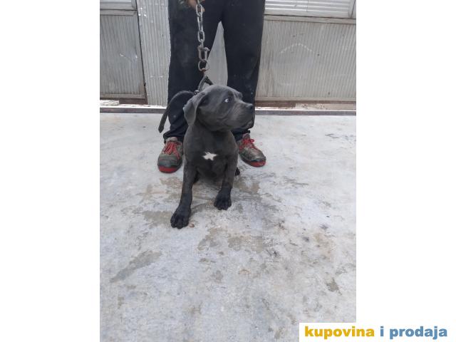 Prodaja Cane Corso pasa