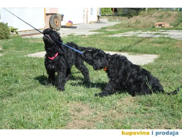 Black Russian Terrier PUPPY  –  Crni Ruski Terijer ŠTENCI