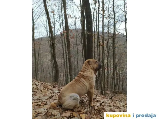 Mladi muzjak Shar-pei spreman za parenje