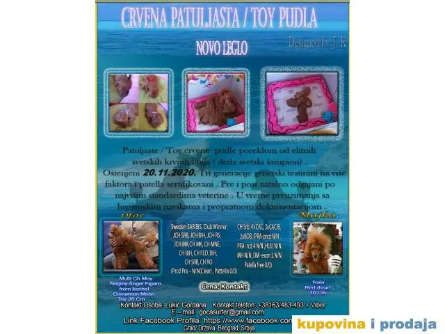 Crvena Patuljasta / Toy Pudla