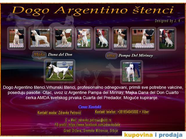 Dogo Argentino