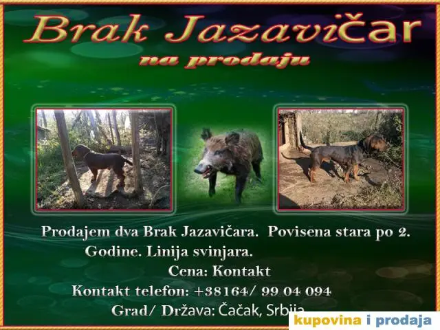 Brak Jazavičar