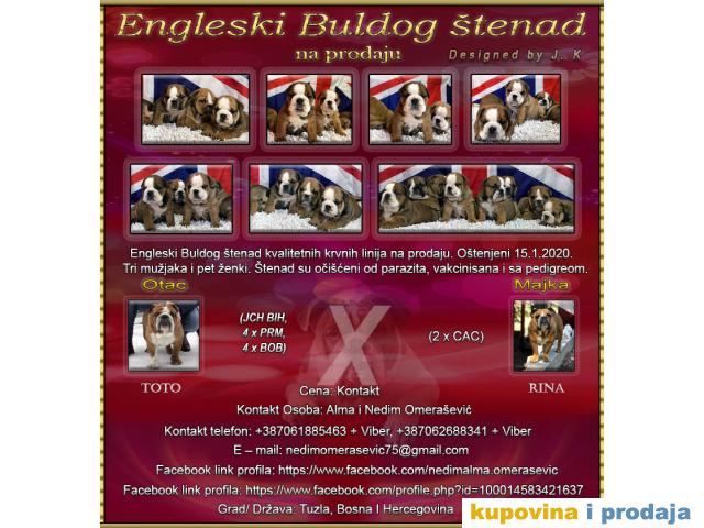 Engleski Buldog