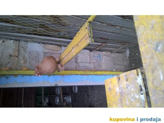nemački dvocubi dobosari