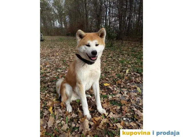 AKITA INU prelepi muzjak za parenje