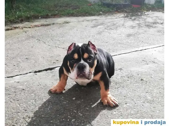 AMERICAN BULLY atraktivna stenad