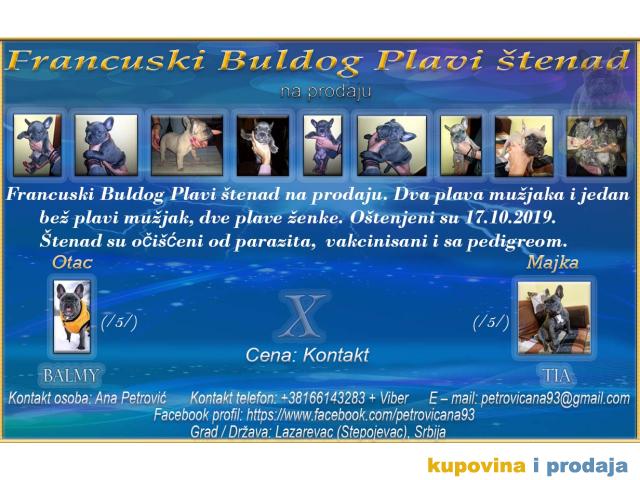 Francuski Buldog Plavi