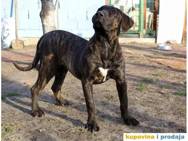 PRESA CANARIO - prvobirana zenkica