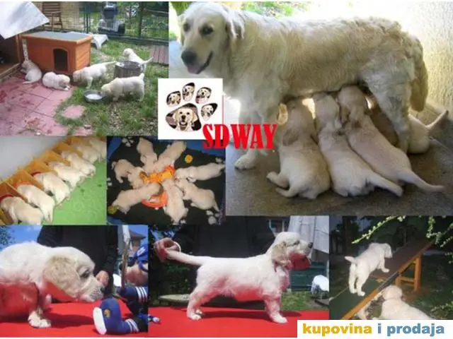 SDWAY GOLDEN Retriver