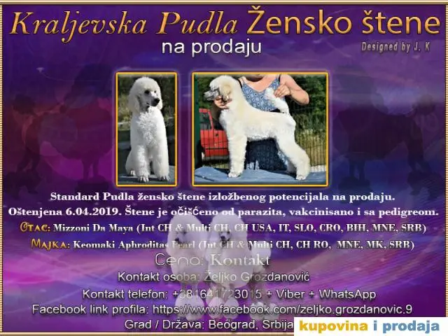 Kraljevska Pudla Žensko štene na prodaju