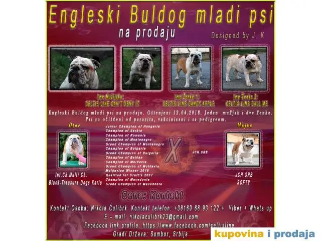 Engleski Buldog