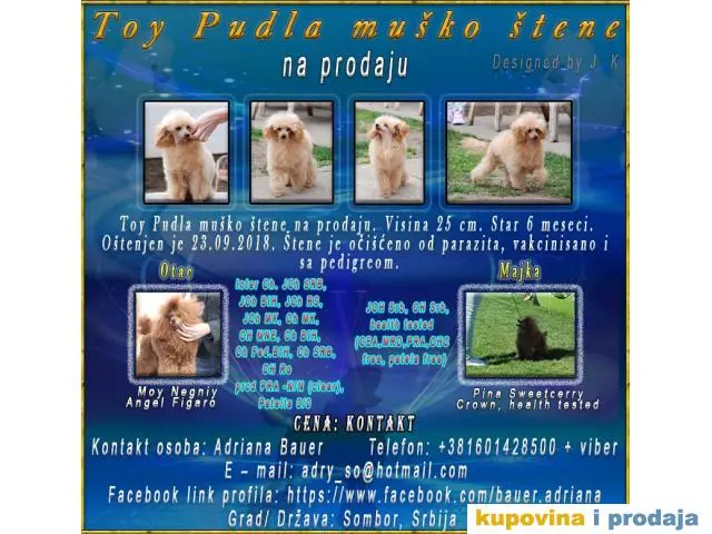 Toy Pudla muško štene na prodaju