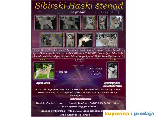 Sibirski Haski štenad