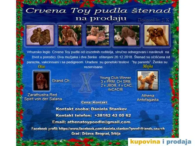 Crvena Toy pudla štenad