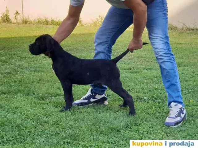 CANE CORSO Akcija zbog hitne prodaje