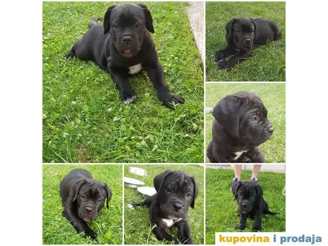 CANE CORSO stenci izluzetne krvne linije