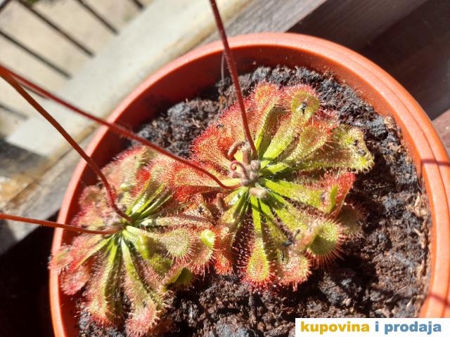 Drosera spatilata, seme
