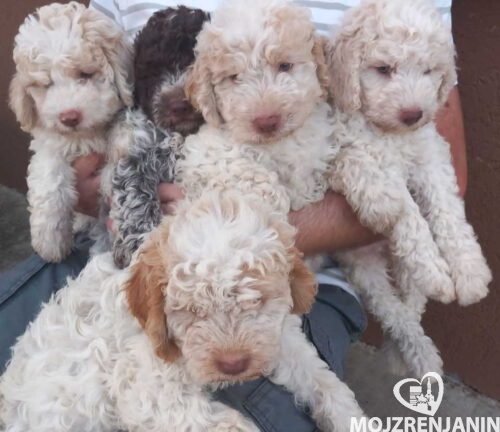 Lagotto romagnolo stenci