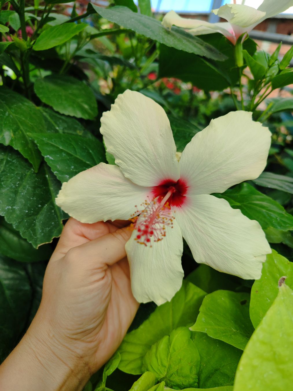 Tropski hibiskus beli sa okom