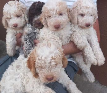 Lagotto romagnolo stenci. - rod radni