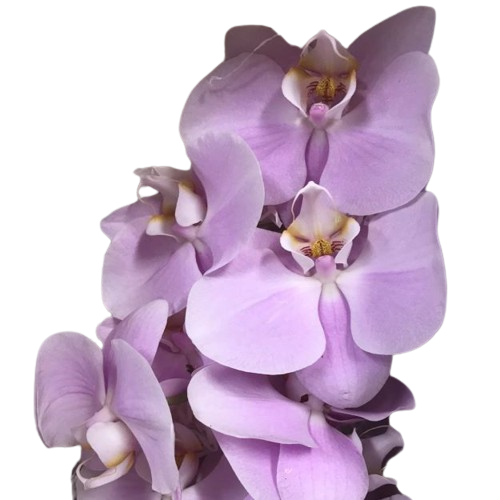 Phalaenopsis victorian princess