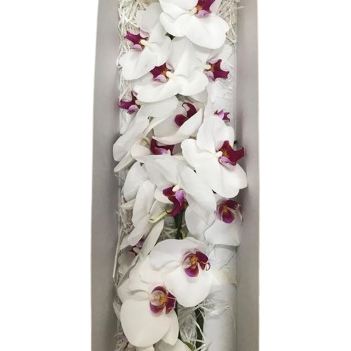 Phalaenopsis head