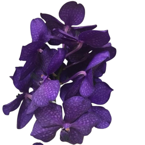PHALAENOPSIS TAYANEE BLUE