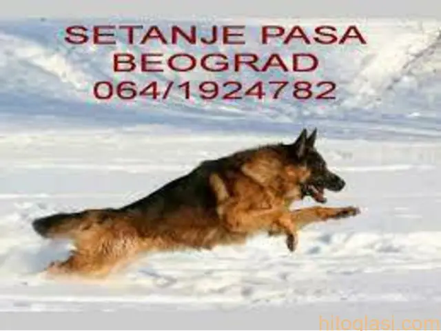 Setanje pasa Beograd