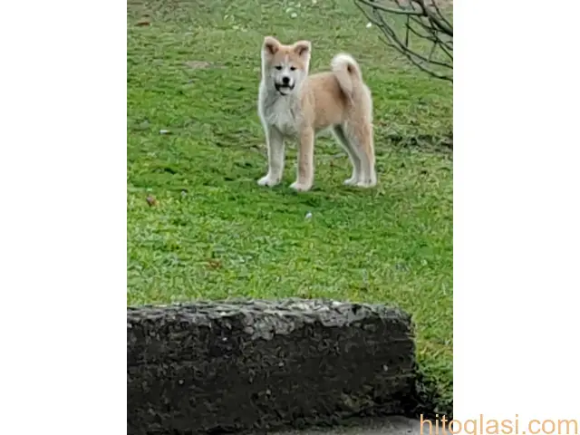 Japanska akita