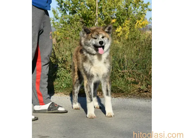 Japanska akita inu stenci