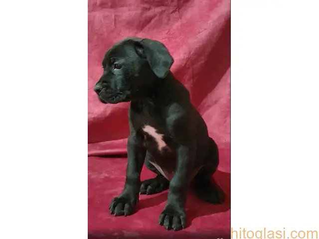 Cane corso, zenski stenci