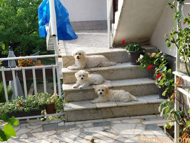 Hitno prodajem kovrdžave bišonke