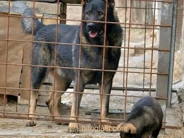 Nemacki ovcari,crni i gvozdeno sivi