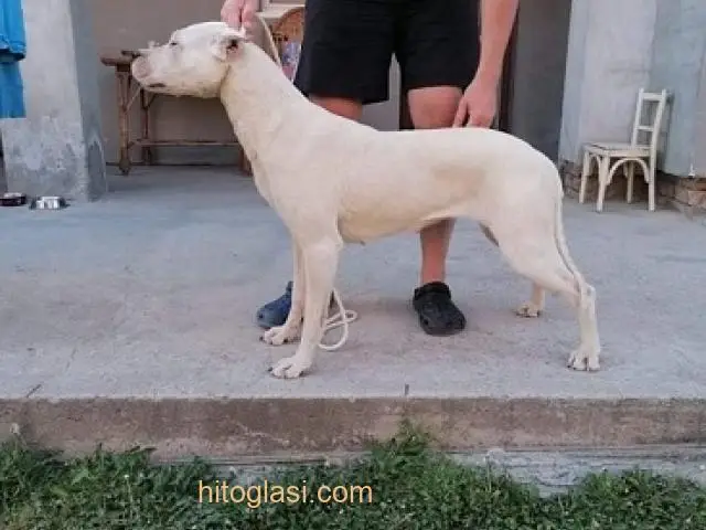 Dogo Argentino, odrasli psi