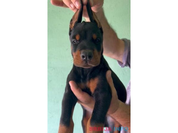 Doberman prelepi stenci