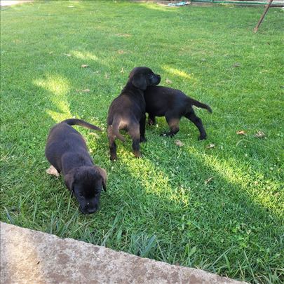 Labrador retriver, štene