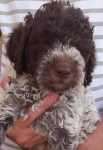 Lagotto romagnolo stenc