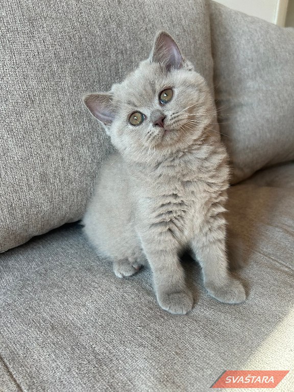 Britanska kratkodlaka mačka / British shorthair