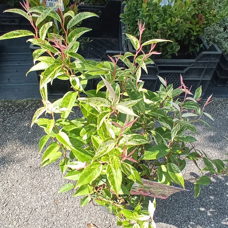 Leucothoe fontanesiana ‘Makijaz’ 40 cm