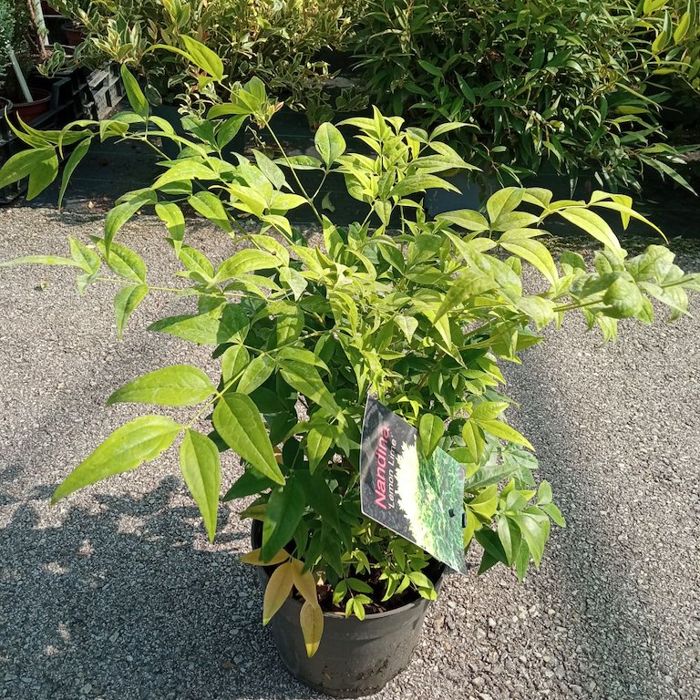 Nandina domestika Lemon lime 40 cm