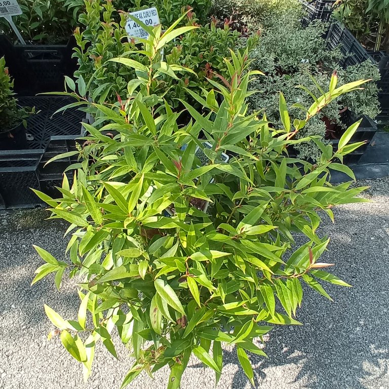 Leucothoe keiskei ‘Burning Love’ 40 cm